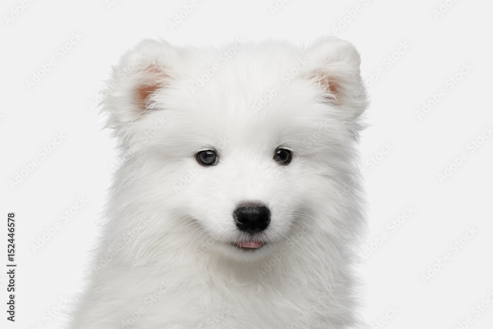 Portrait of Furry Samoyed Puppy isolated on White background, front ...