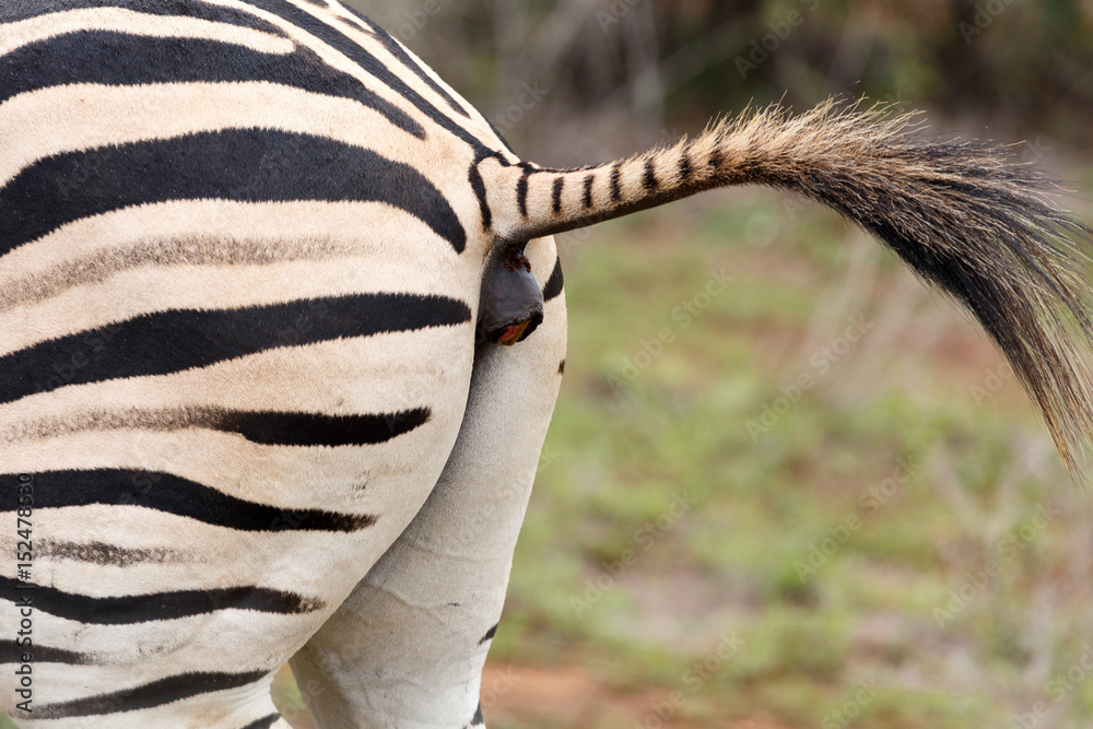 Gaiola De Tentilhao Zebra