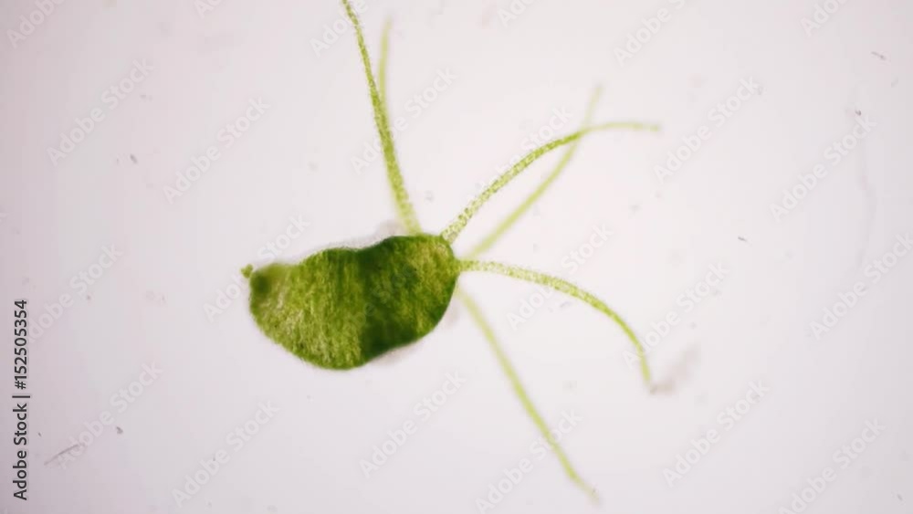 Hydra is a genus of small, fresh-water animals of the phylum Cnidaria ...