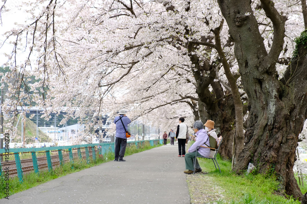 SENDAI, JAPAN - 17 APRIL 2017: Tourists walking along Shiroishi ...