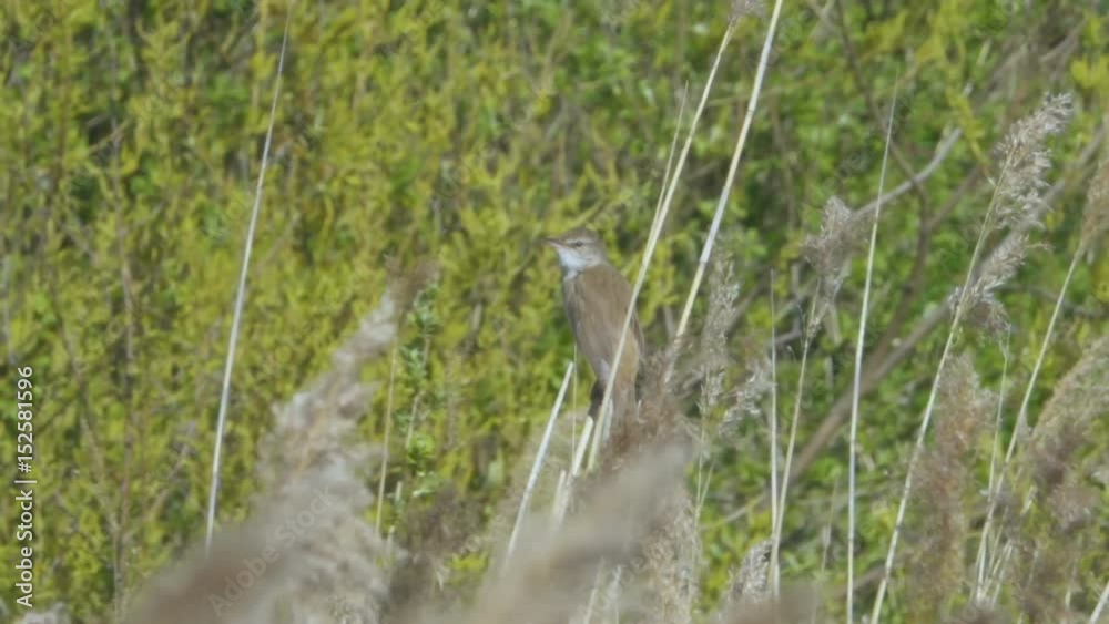 Vidéo Stock Great reed warbler (Acrocephalus arundinaceus), male bird ...