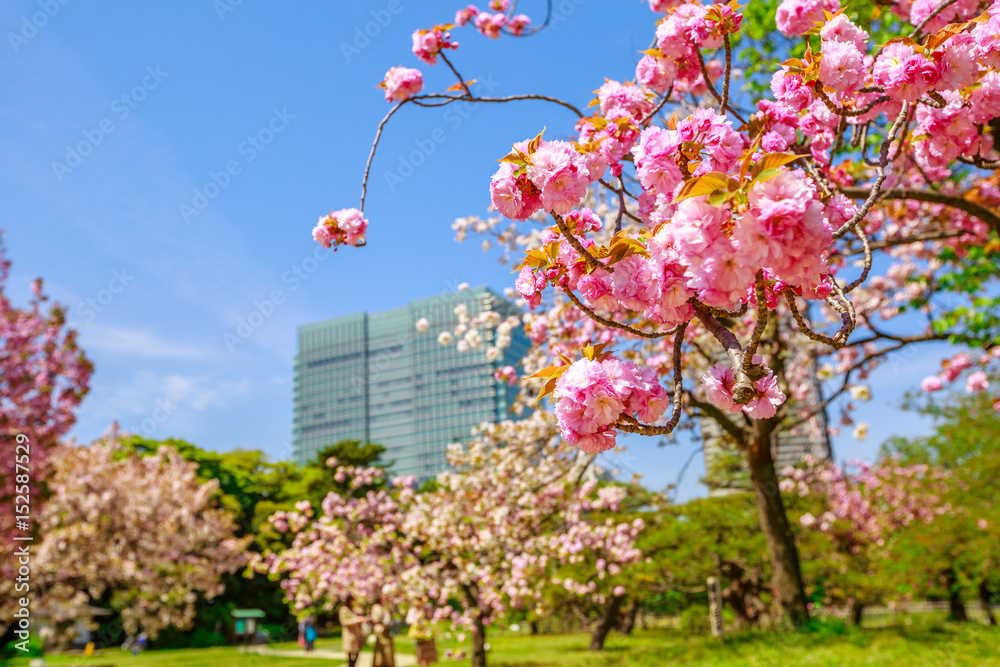 Blossoming cherry tree branch in Hamarikyu Gardens, Tokyo, Chuo ...