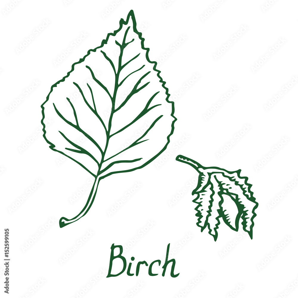 Birch Leaf and flower, hand drawn doodle, sketch in pop art style ...