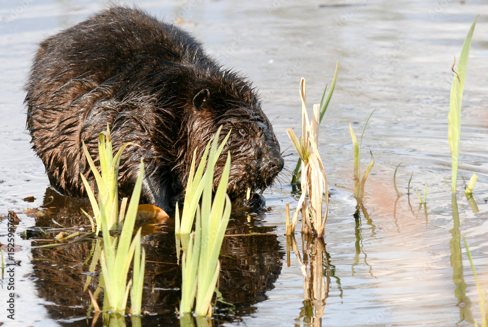 Beaver munching on juicy roots in the shallow lake water. Beaver ...