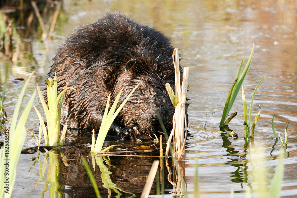 Beaver munching on juicy roots in the shallow lake water. Beaver ...