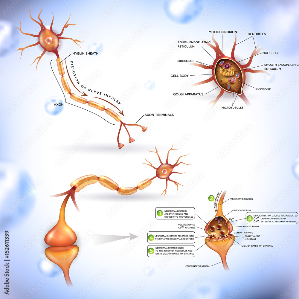 Nucleus Of Neuron