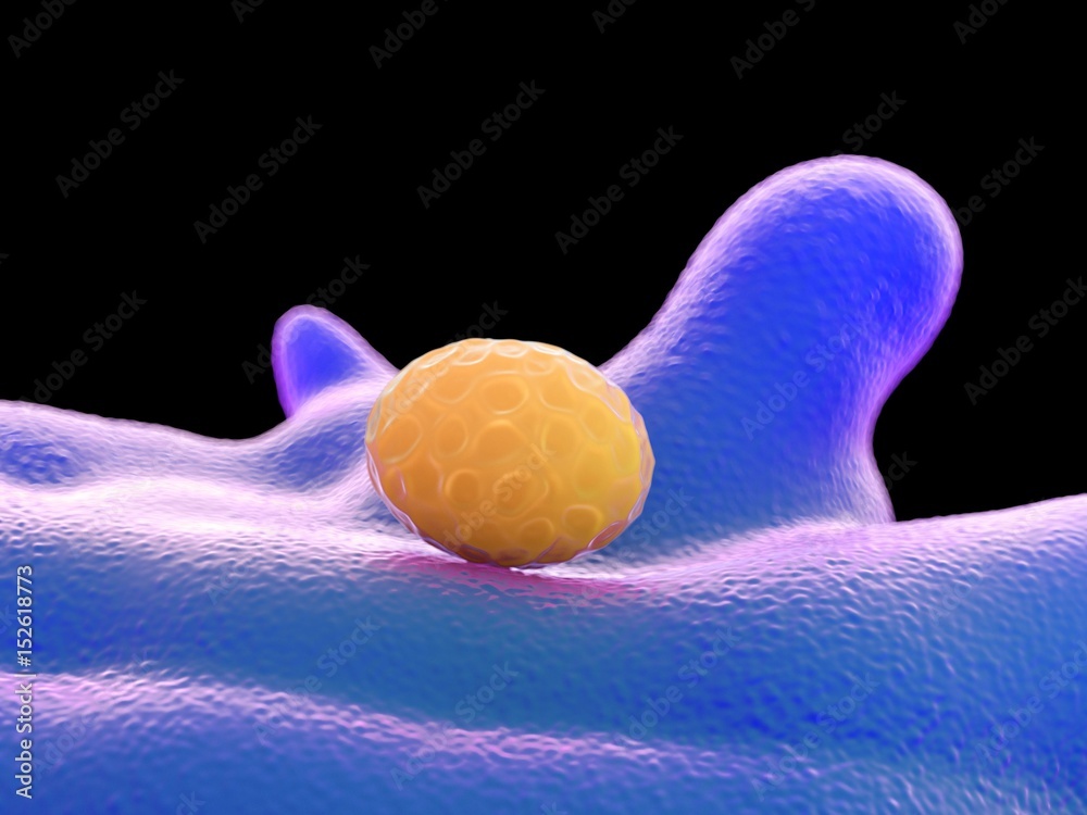 3d rendering - Nematode worm egg Stock Photo | Adobe Stock