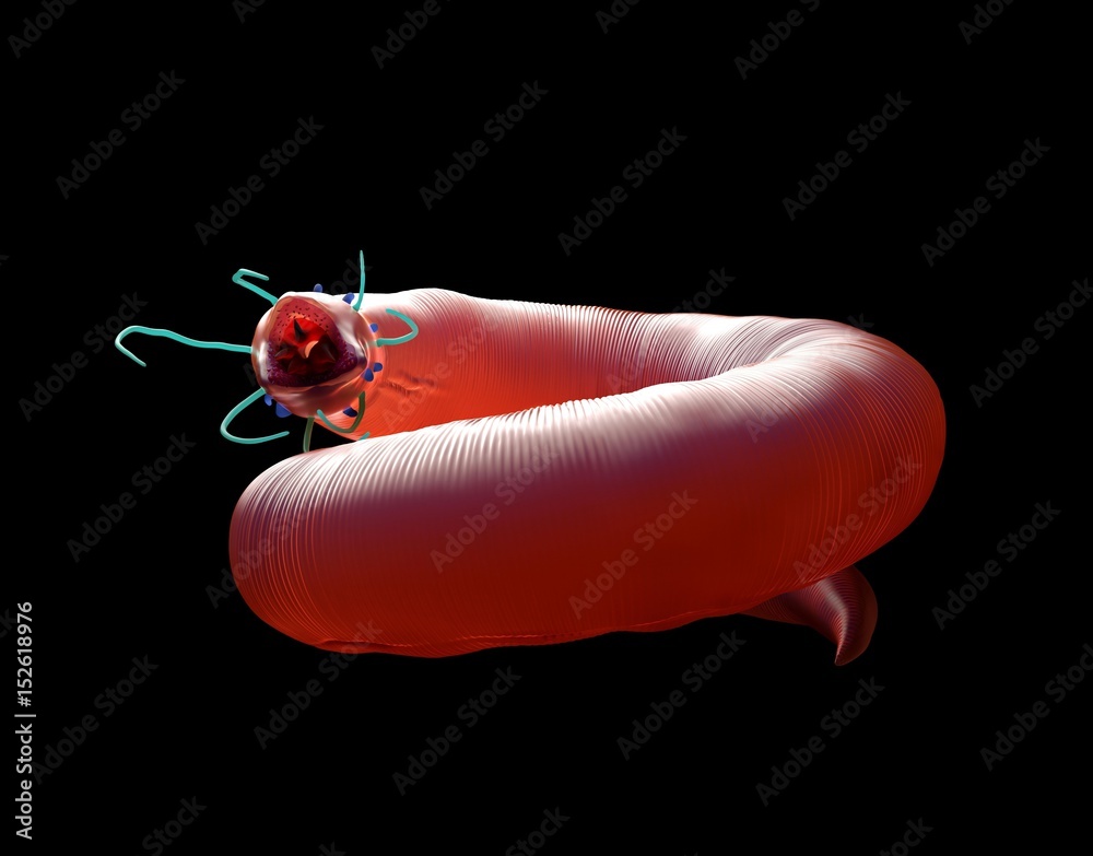 3d rendering - Nematode worm Stock Illustration | Adobe Stock
