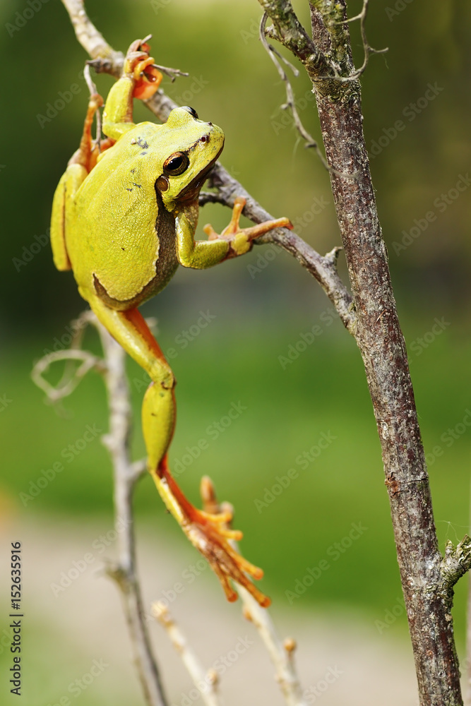 Tree Frog Climbing