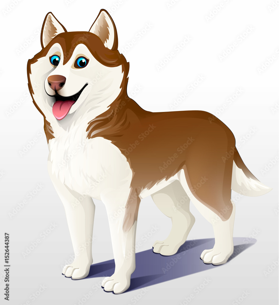 Siberian husky dog. Brown and white. Stand. He put his tongue out ...