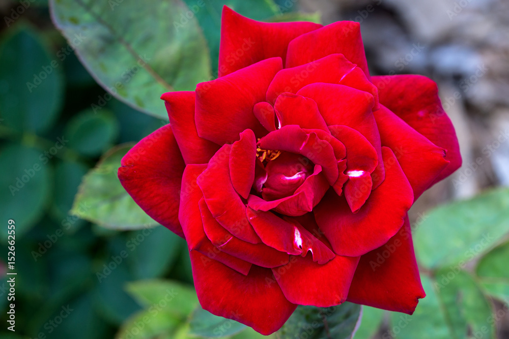 Chrysler Imperial Rose