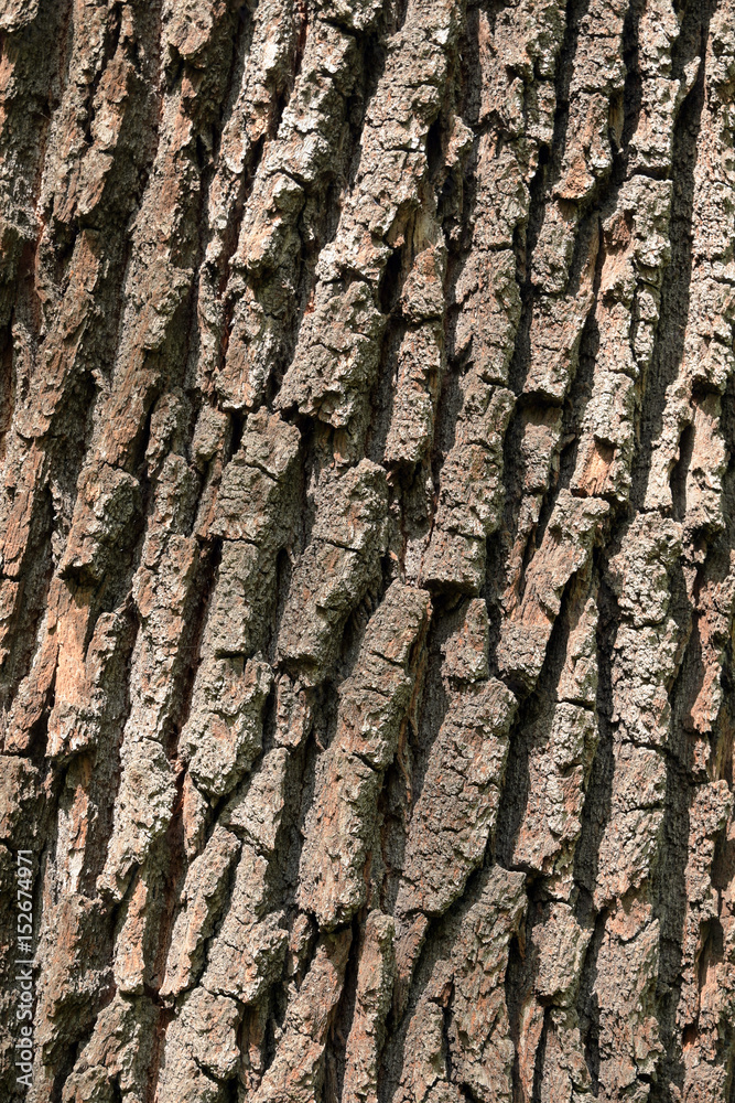 eichenrinde Stock-Foto | Adobe Stock