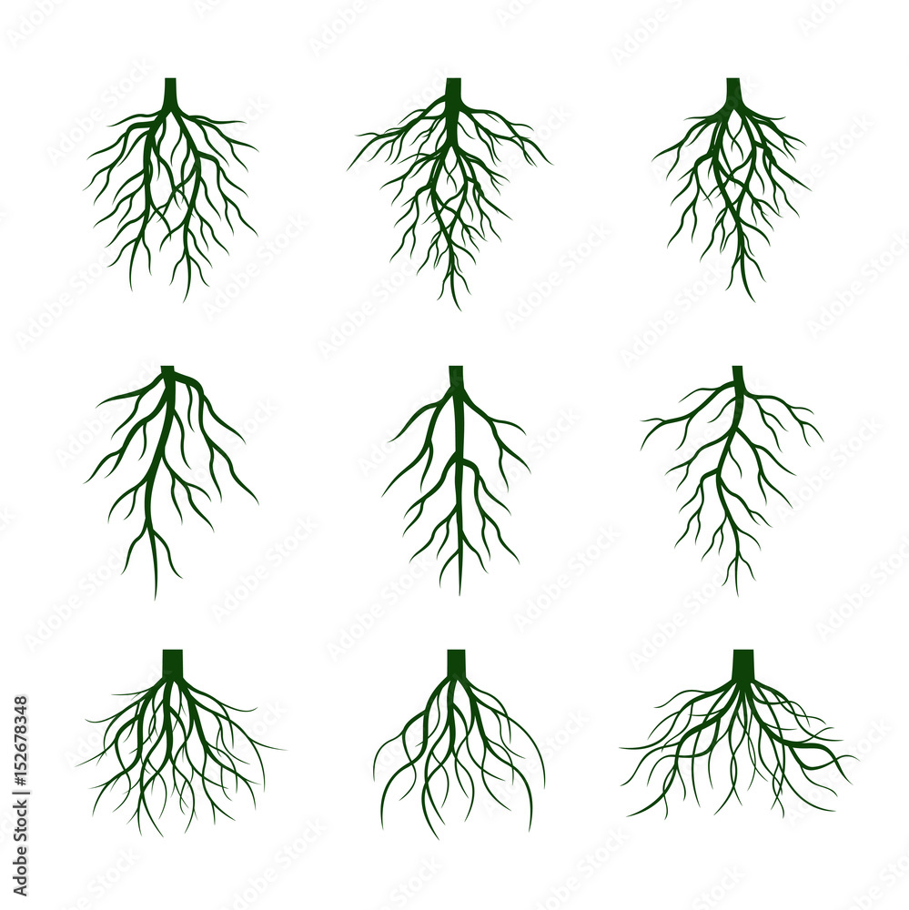 Set of Green Roots. Vector Illustration. Stock Vector | Adobe Stock