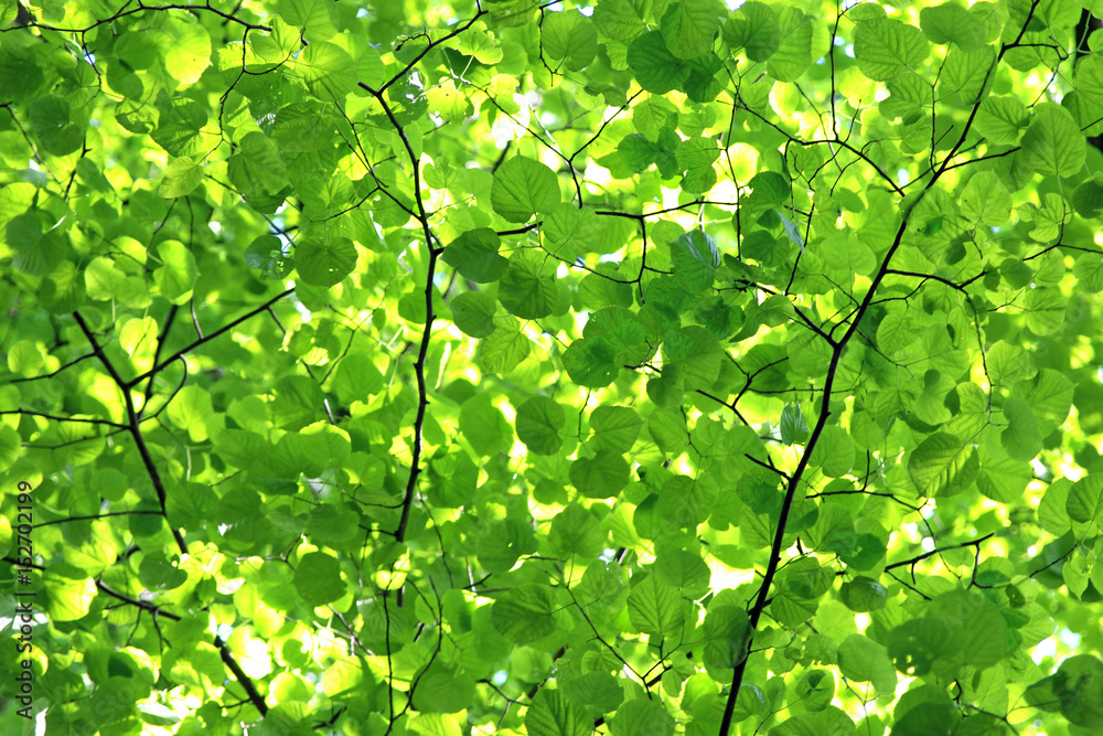 green leaf canopy, background Stock Photo | Adobe Stock