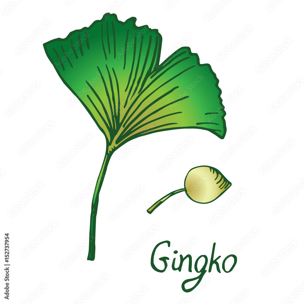 Ginkgo (Ginkgo biloba or maidenhair tree) leaf and seed, hand drawn ...