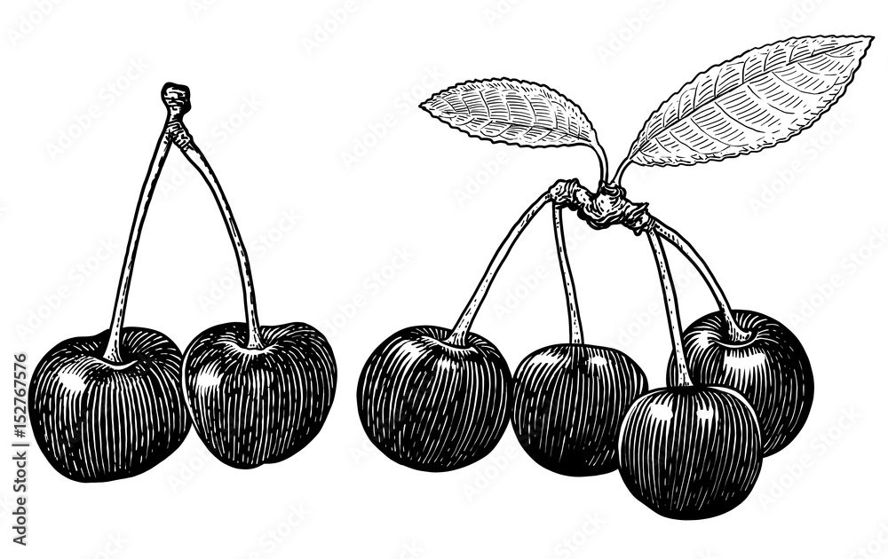 Cherry illustration, drawing, engraving, ink, line art, vector Stock ...