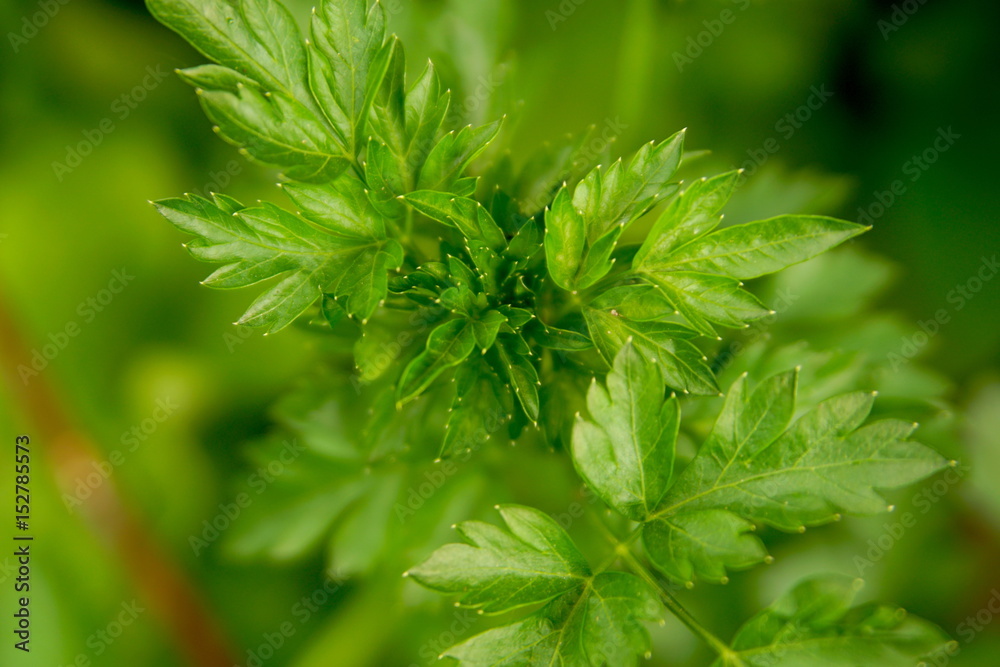 Wild Carrot Leaves