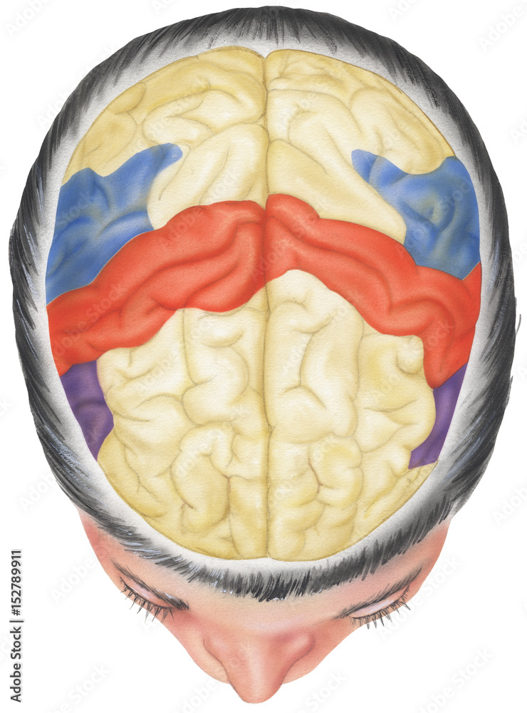 Top view of the human brain in the skull of a young woman. Shown are ...