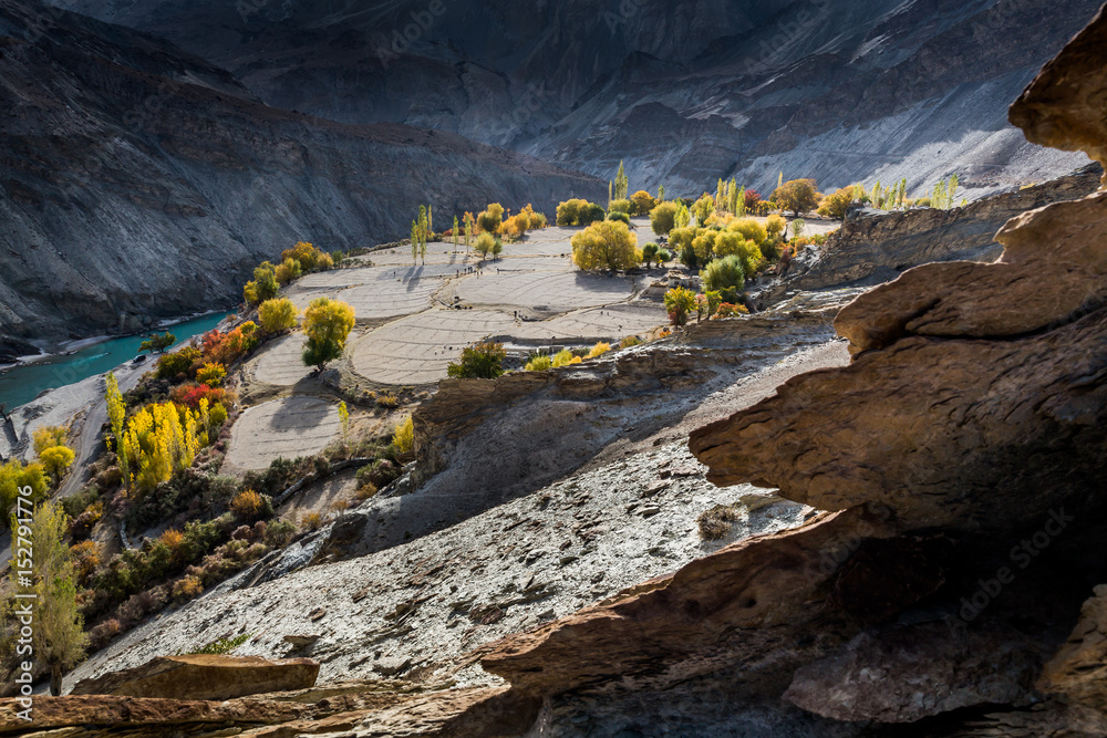 Poster Colourful apricot trees with a background of Zanskar river in ...