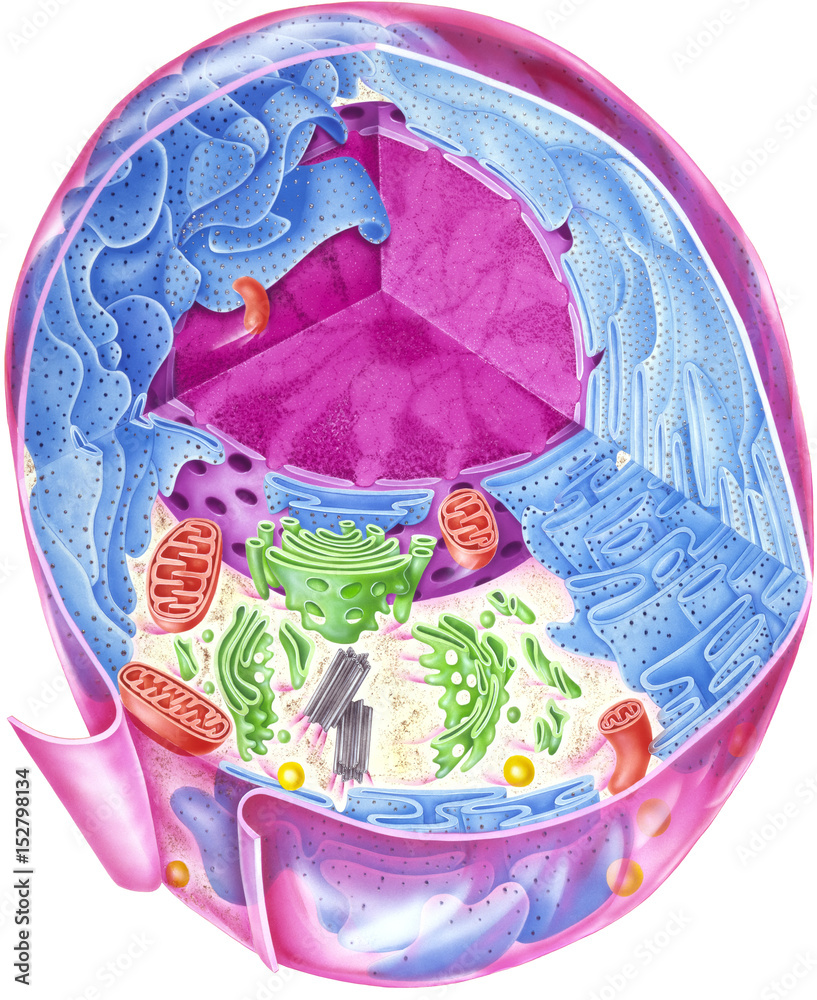 Human cell showing internal structures. Stock Illustration | Adobe Stock