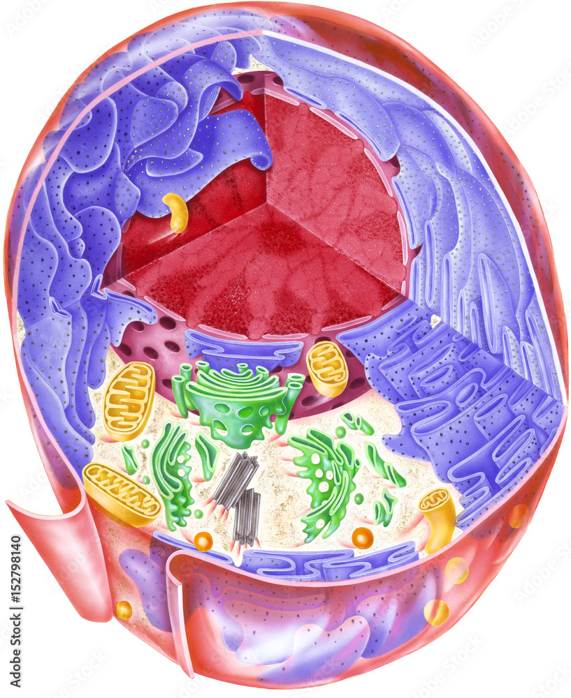 Human cell showing internal structures. Stock Illustration | Adobe Stock
