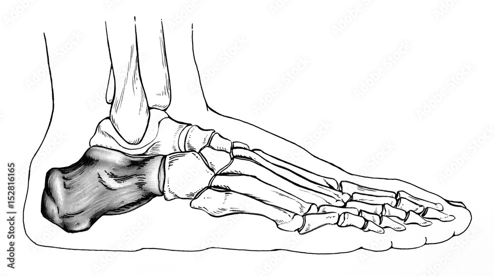 Line Drawing Of A Normal Human Foot With An emphasis On The Talus line-drawing-of-a-normal-human-foot-with-an-emphasis-on-the-talus