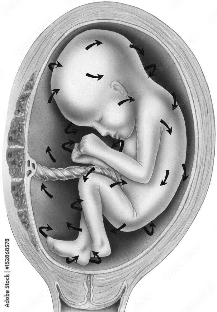 Pregnancy - Amniotic Fluid and Nutrient Flow Around Unborn Child with ...