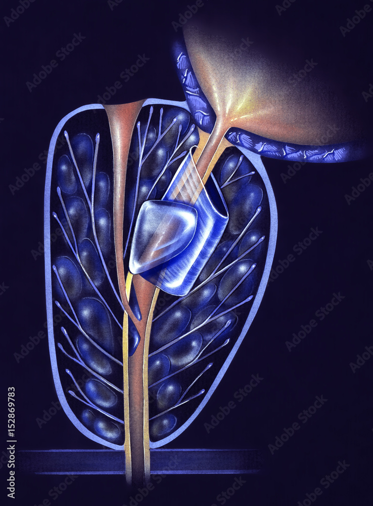 Prostate Gland - Side View - false color to highlight details Stock ...