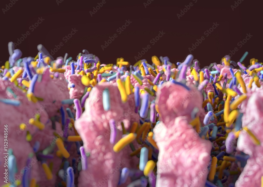 Intestinal villi. Small finger-like projections that extend into the ...