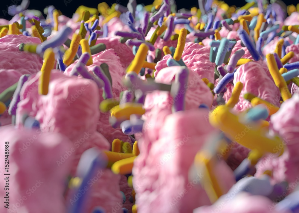 Intestinal villi. Small finger-like projections that extend into the ...