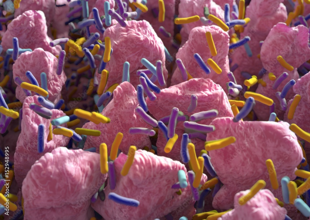 Intestinal villi. Small finger-like projections that extend into the ...
