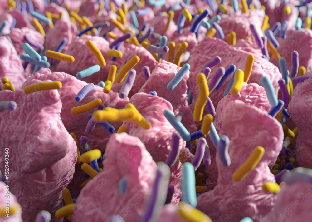Intestinal villi. Small finger-like projections that extend into the ...