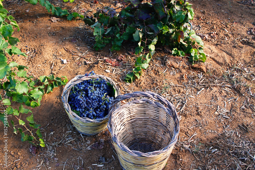 Raccolta Uva Piacenza It