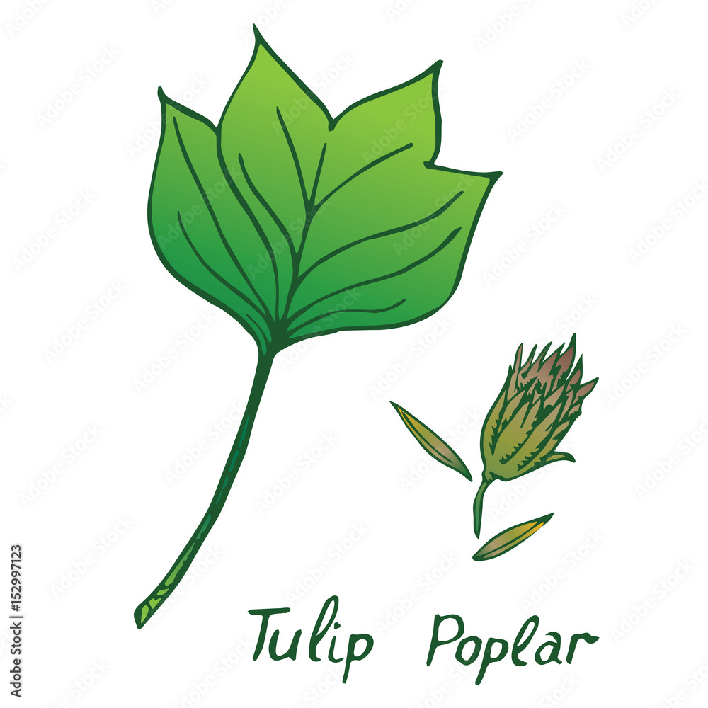 Poplar Tree Leaf Drawing