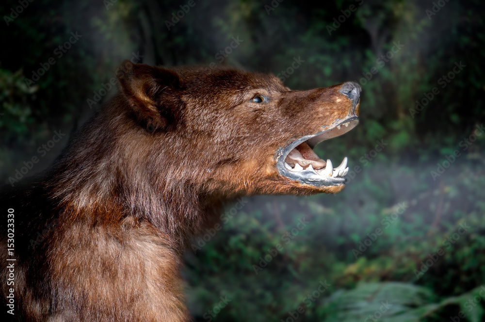 Muzzle the wolf close-up. Scary wild animal close up. Wolf Eyes and ...