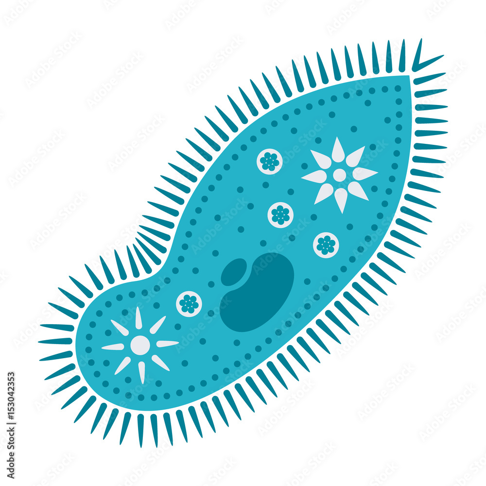 Biology concept with Paramecium Caudatum unicellular organism, vector ...