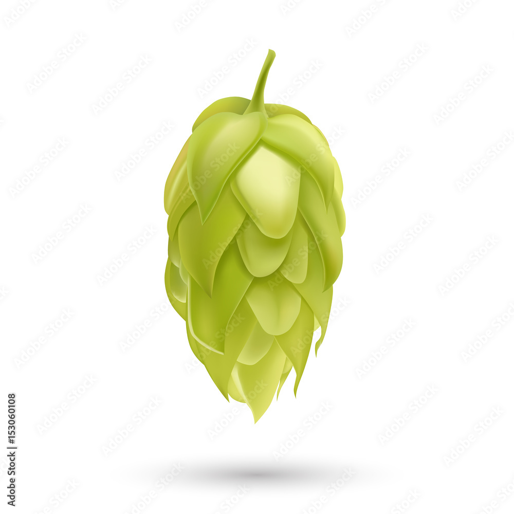 Hop plant 3d vector icon isolated on white background. Hops beer vector ...