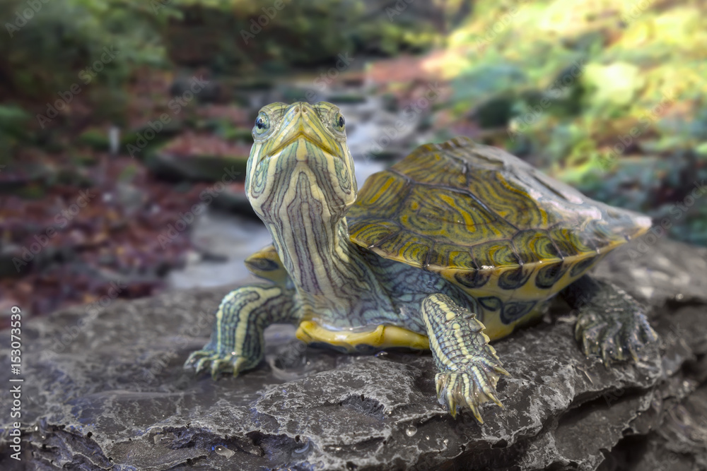 Red-eared slider close-up Stock Photo | Adobe Stock