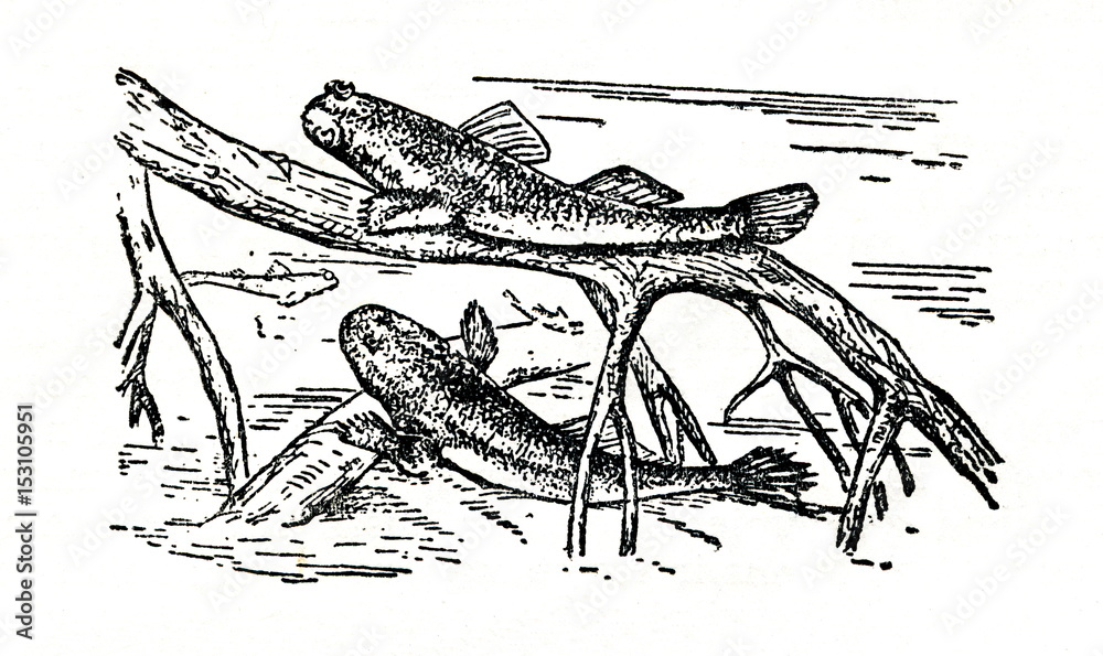 Atlantic mudskipper (Periophthalmus barbarus) Stock Illustration ...