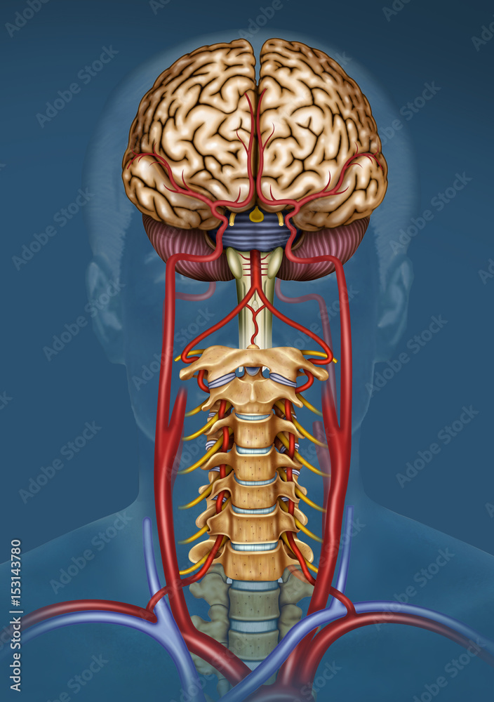 Fisiología del flujo sanguíneo cerebral Stock-Illustration | Adobe Stock