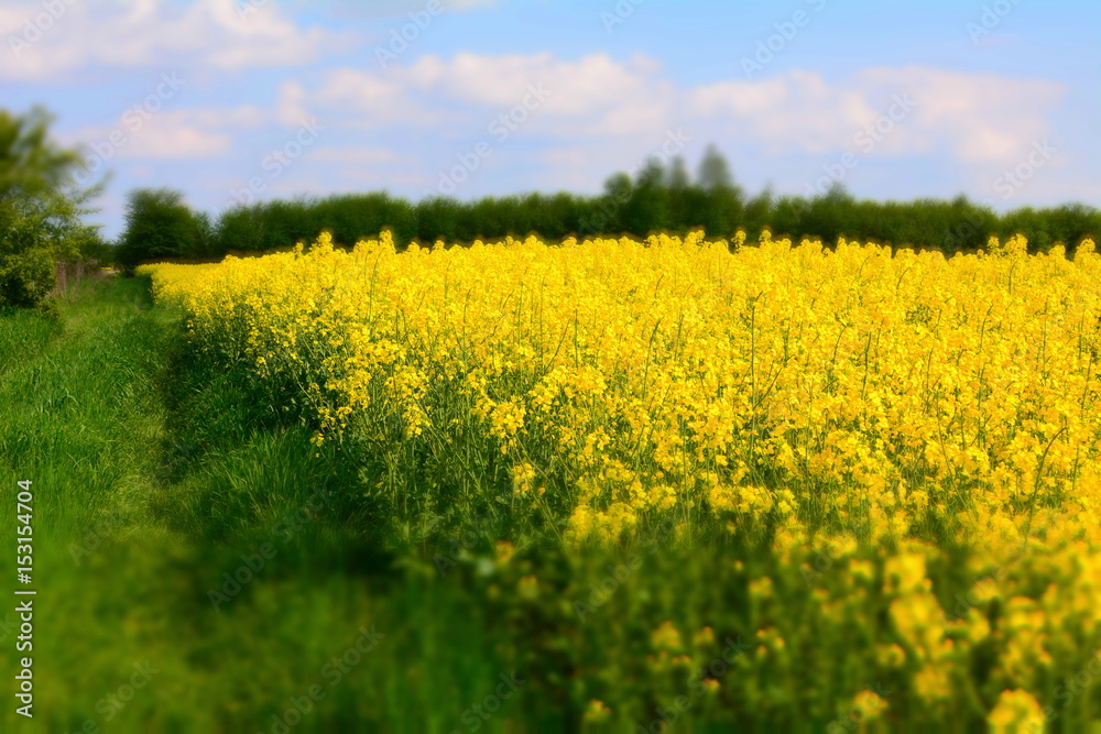 pole rzepaku Stock Photo | Adobe Stock