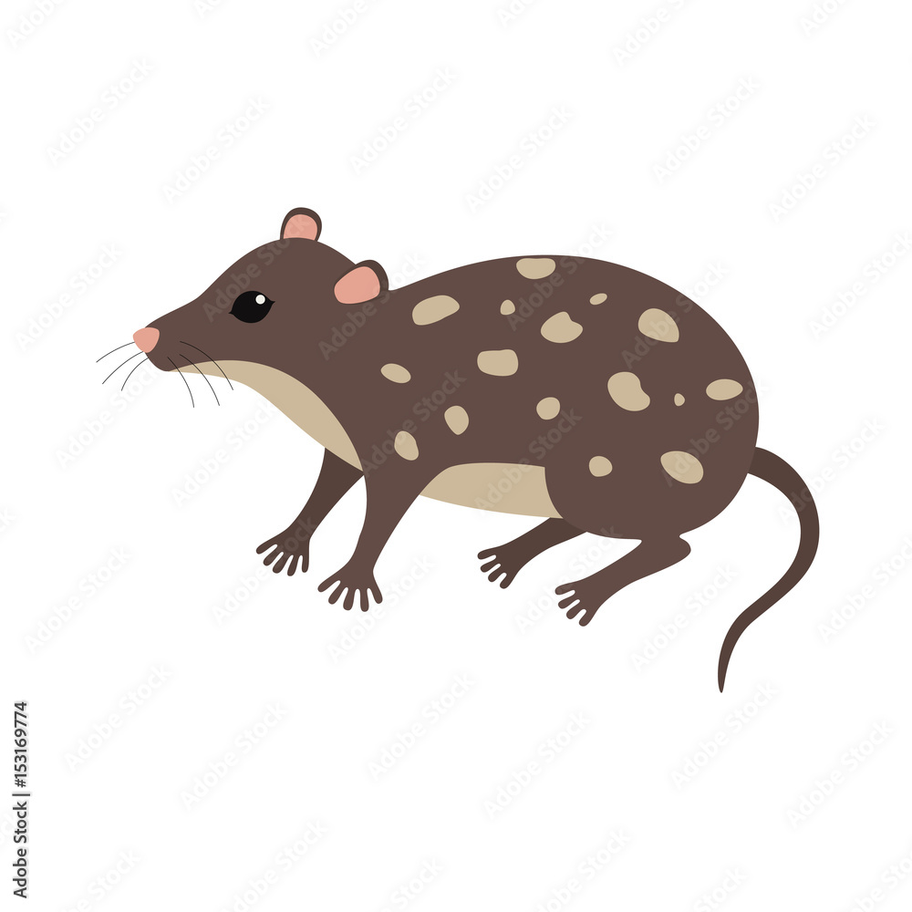 Quoll Cartoon