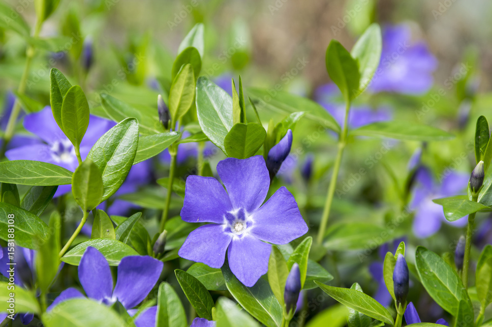 Vinca minor lesser periwinkle flower, common periwinkle in bloom ...