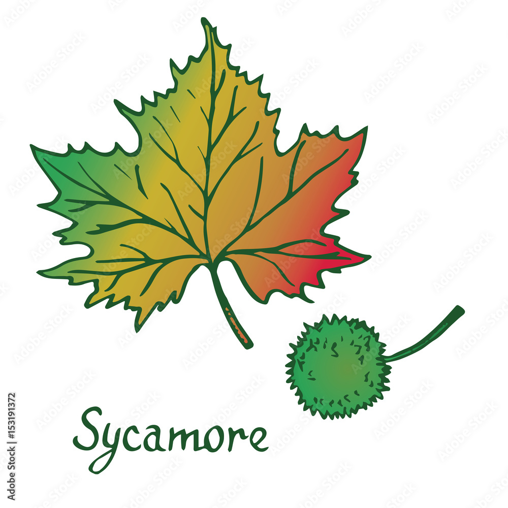 Sycamore (american sycamore tree platanus occidentalis) Leaf and fruit ...