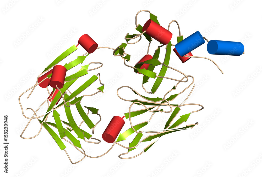 B-cell activating factor (BAFF, extracellular domain fragment) protein ...