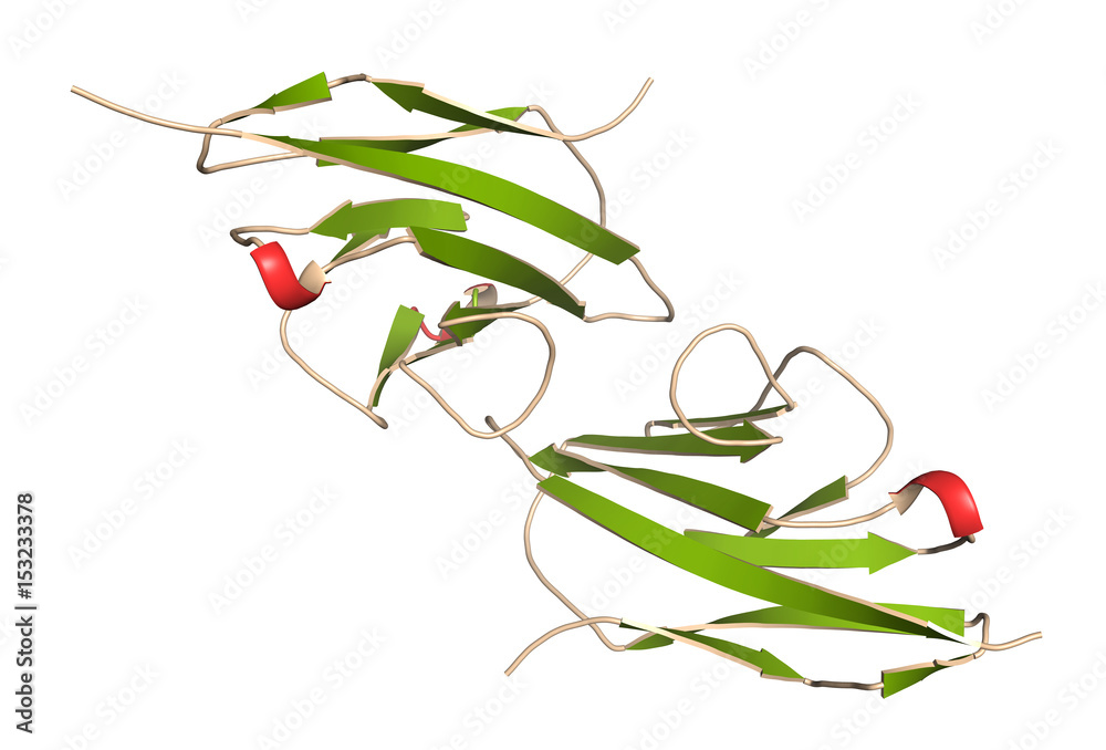 Carcinoembryonic antigen (CEA, CEACAM5, N-terminal domain). Used as ...