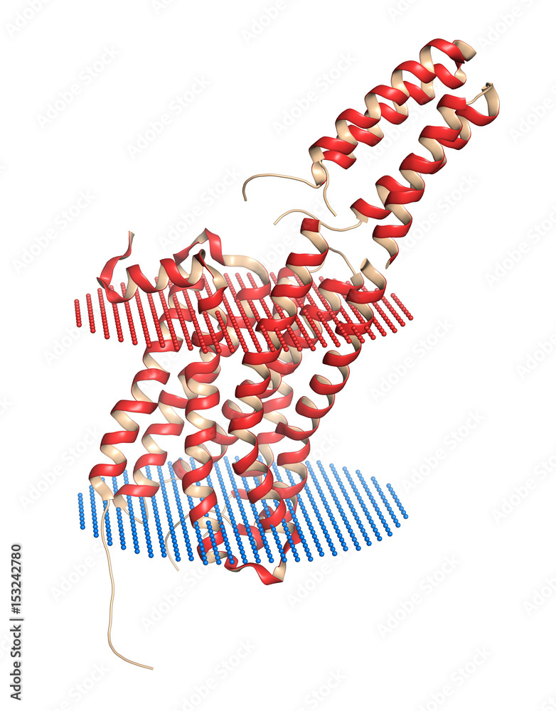 Serotonin receptor 5-HT2B protein. Shown in complex with an LSD ...