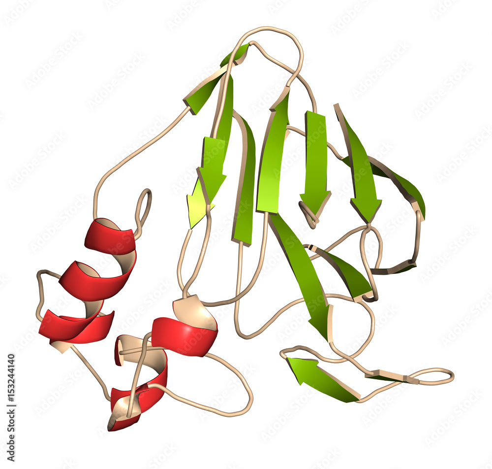 Thaumatin sweetener protein. Isolated from katemfe fruit. 3D rendering ...