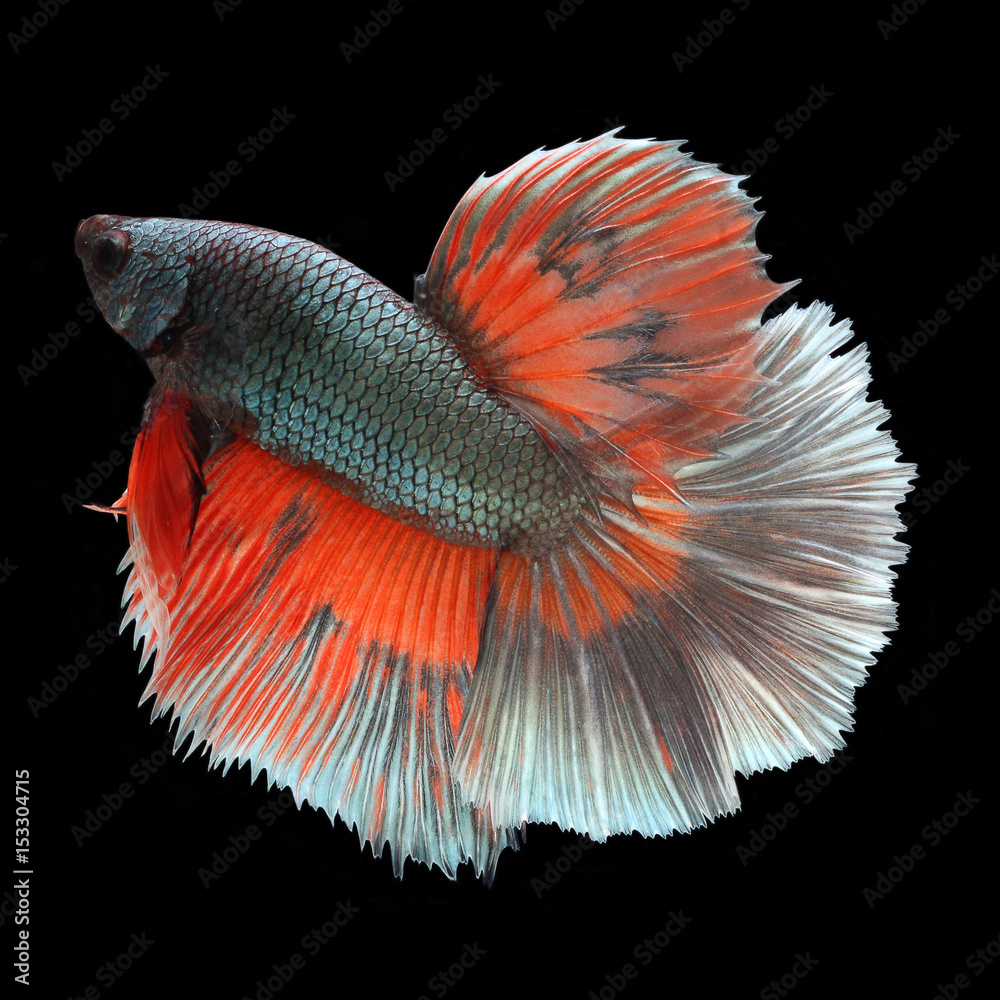 Halfmoon Betta on black background. Beautiful fish. Swimming flutter ...