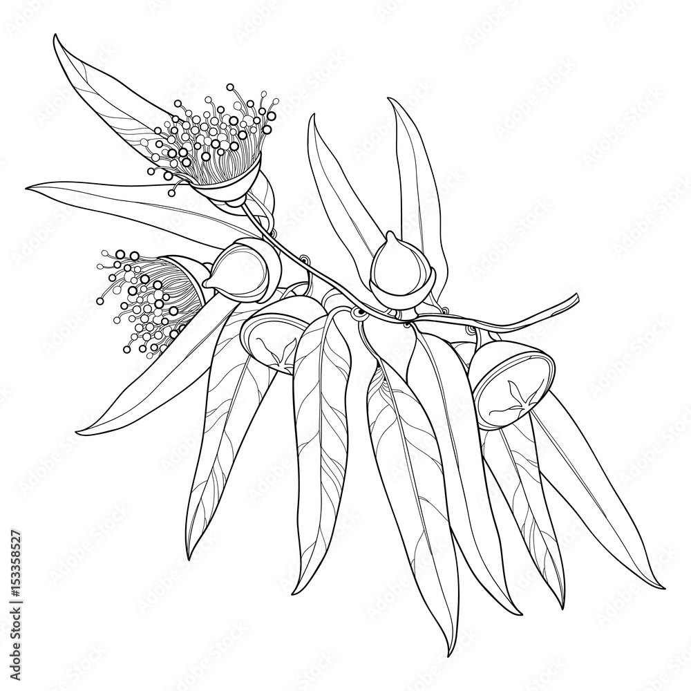 Vector bunch with outline Eucalyptus globulus or Tasmanian blue gum ...